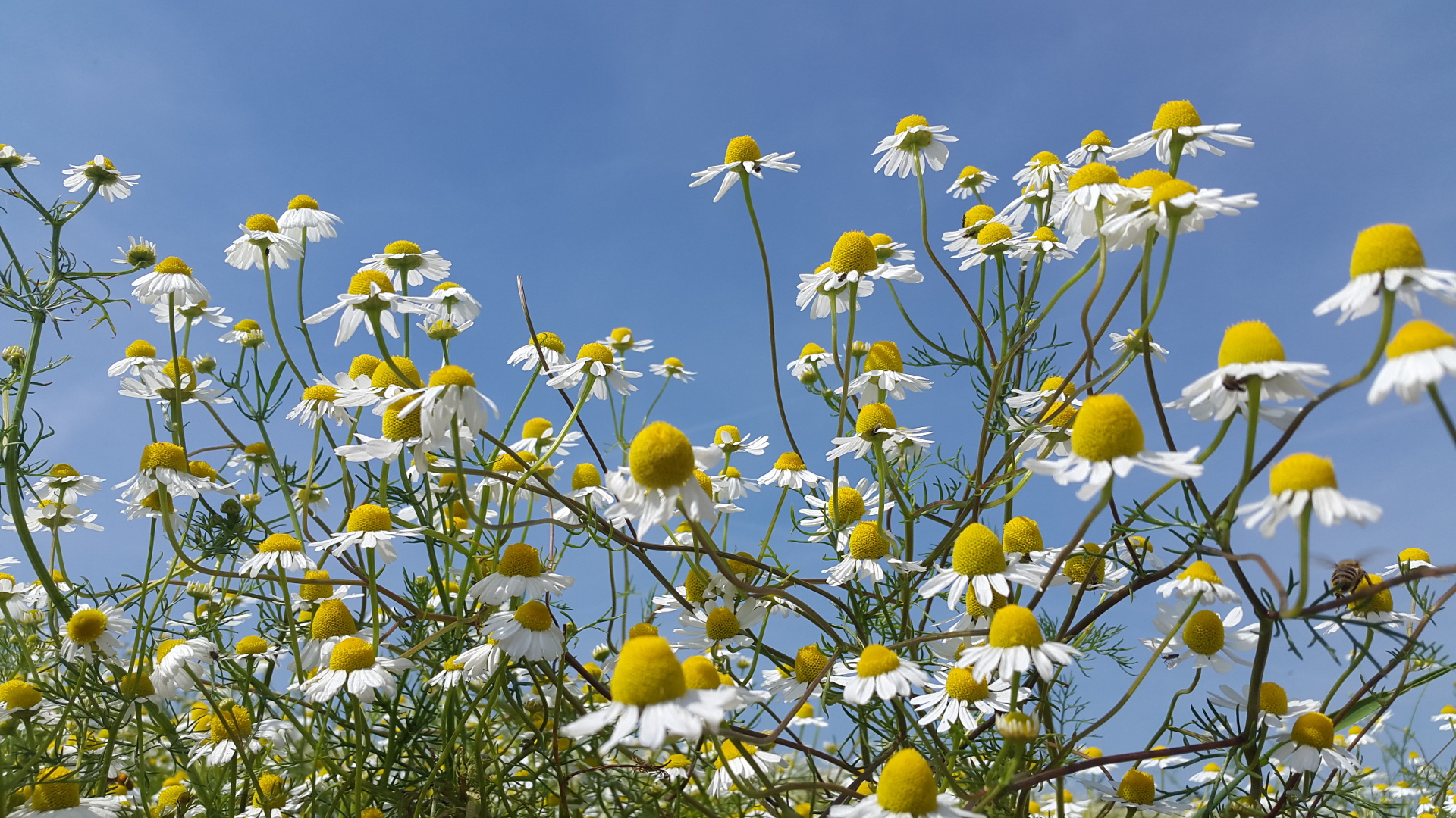 Products and services – Bioplanta