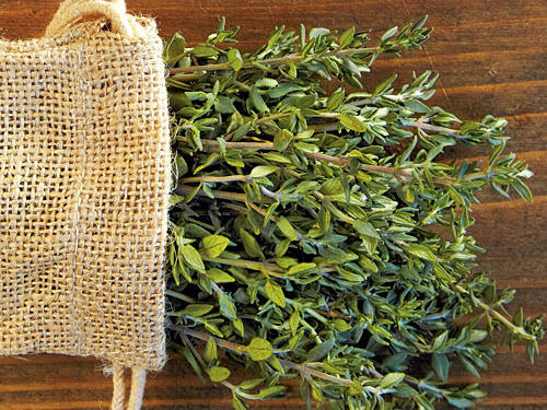 Products and services – Bioplanta